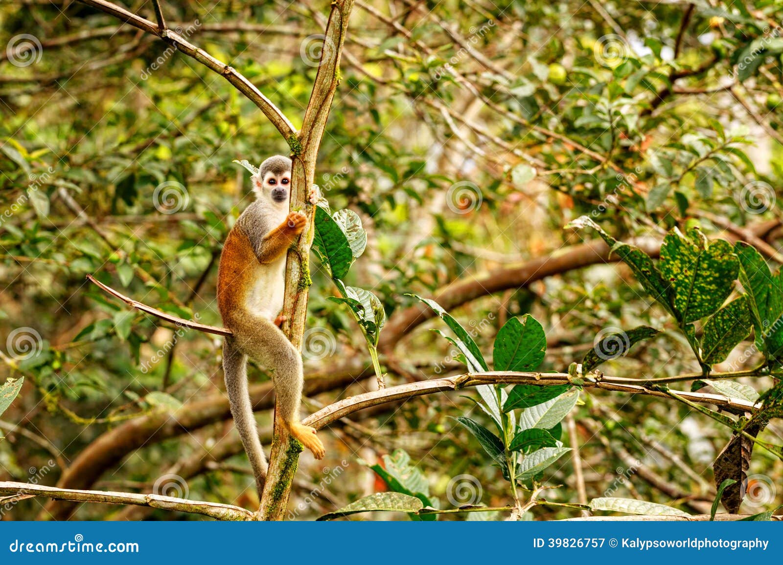 Common Squirrel Monkey Playing Stock Image - Image of monkey, invasive ...