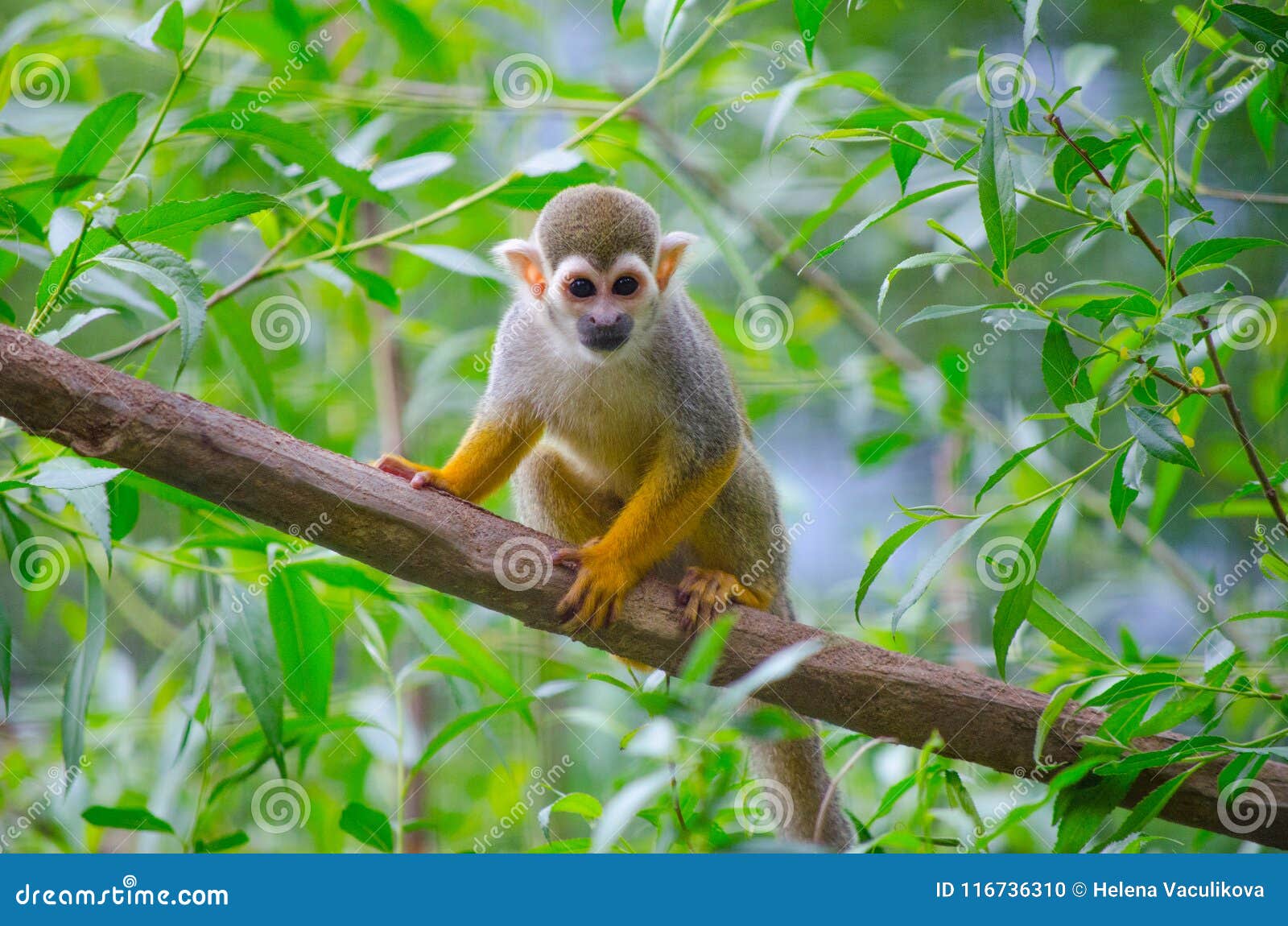 Saimiri Sciureus photo stock. Image du suriname, venezuela - 116736310