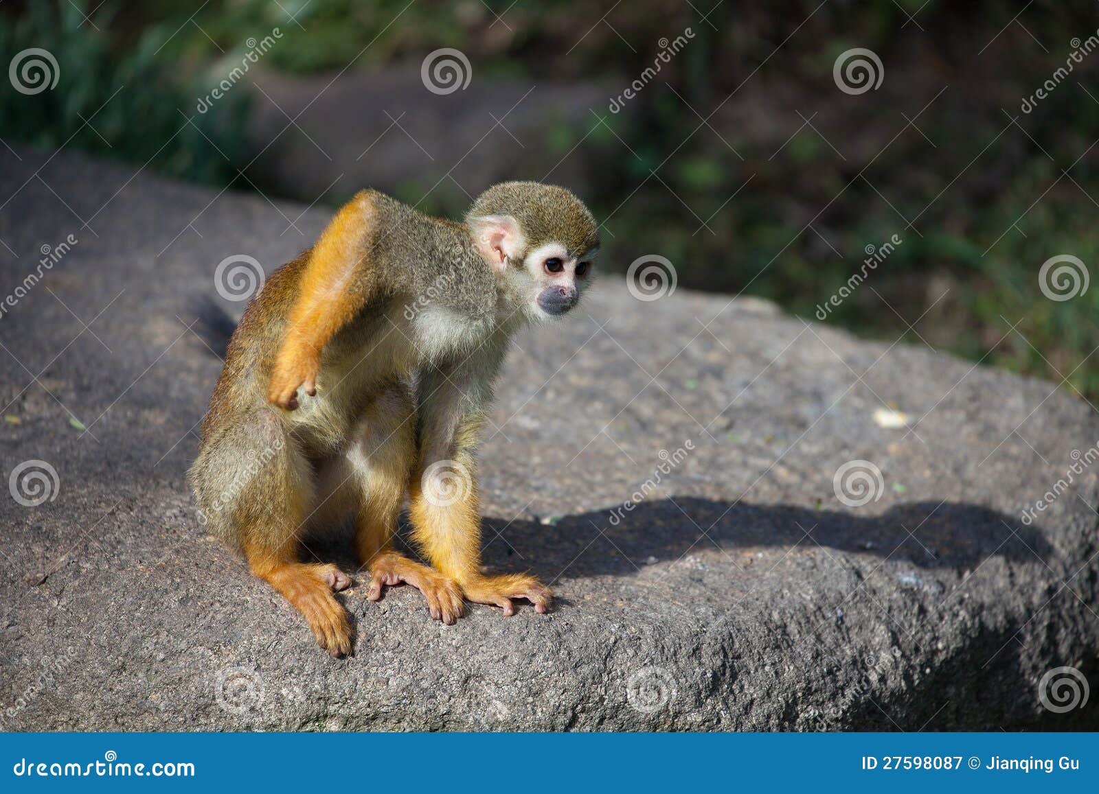 Saimiri sciureus stock image. Image of america, sciureus - 27598087