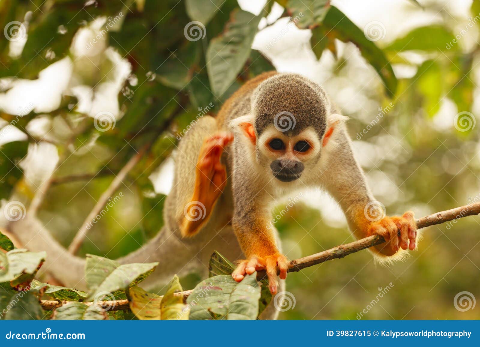 Saimiri Sciureus imagen de archivo. Imagen de ecuador - 39827615