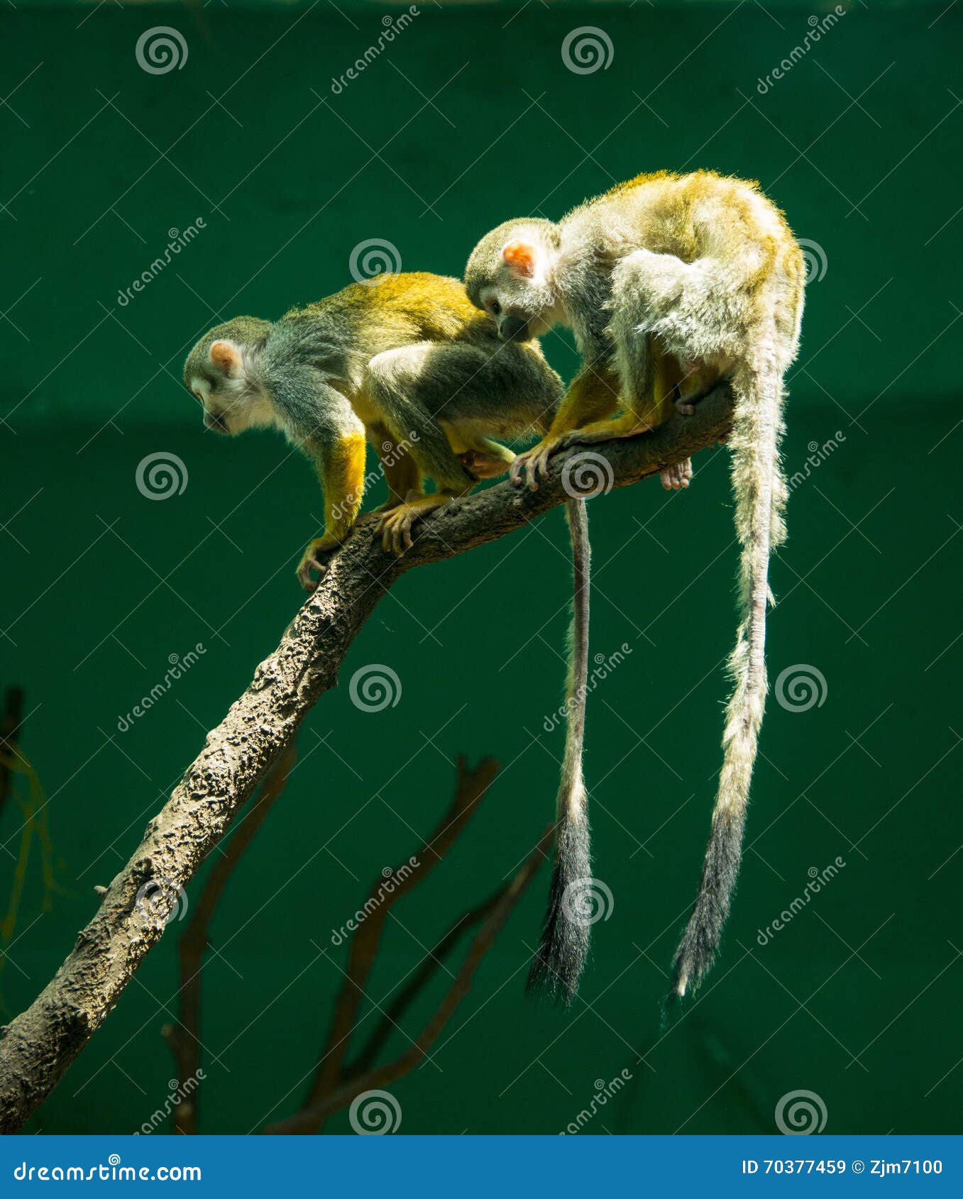 Saimiri Sciureus imagen de archivo. Imagen de interior - 70377459