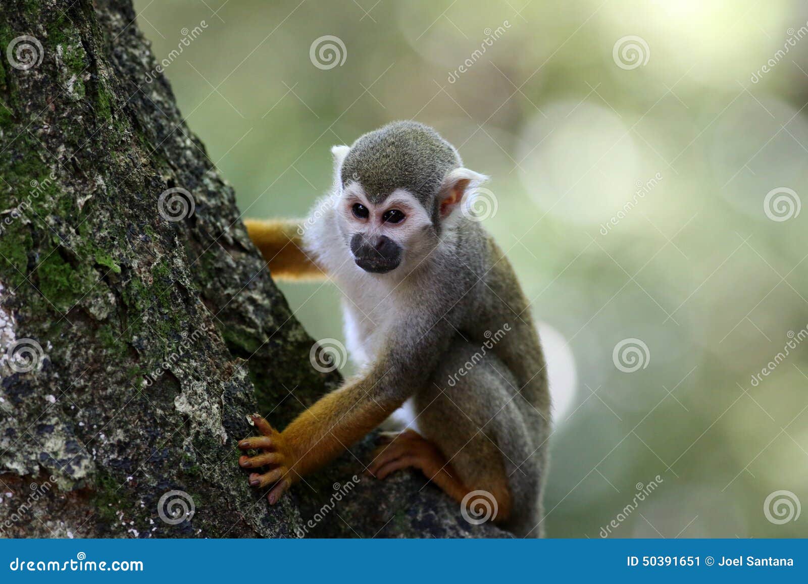 Saimiri sciureus in tree stock image. Image of forest - 50391651