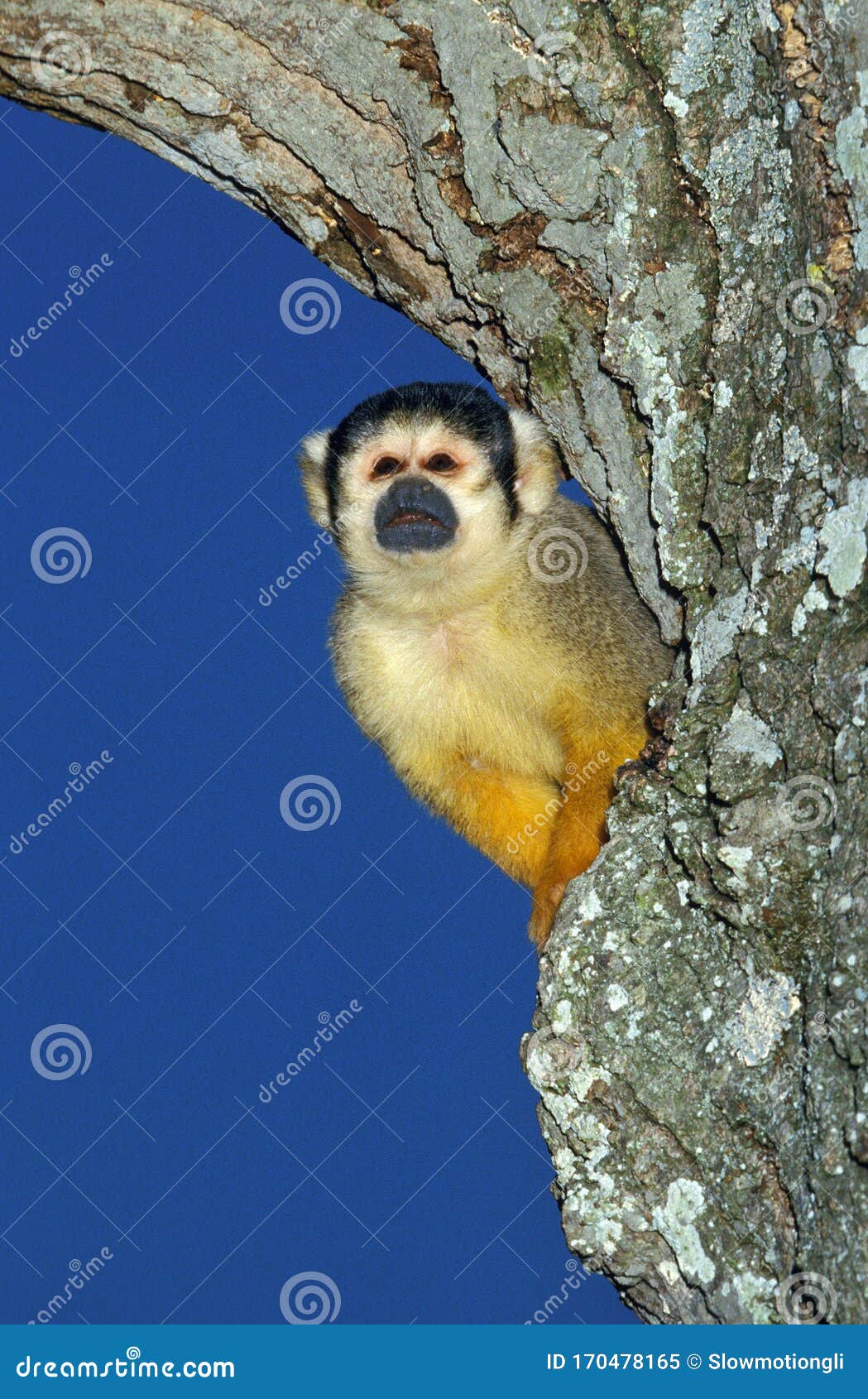 SAIMIRI SINGE ECUREUIL Saimiri Sciureus Stock Image - Image of south ...