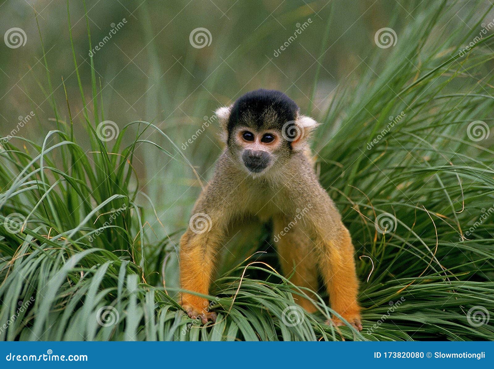 SAIMIRI SINGE ECUREUIL Saimiri Sciureus Stock Photo - Image of sciureus ...