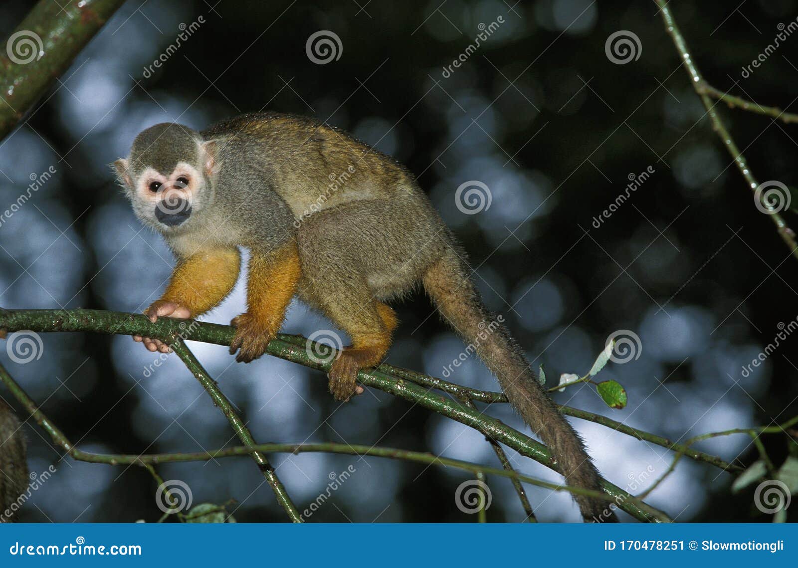 SAIMIRI SINGE ECUREUIL Saimiri Sciureus Imagem de Stock - Imagem de ...