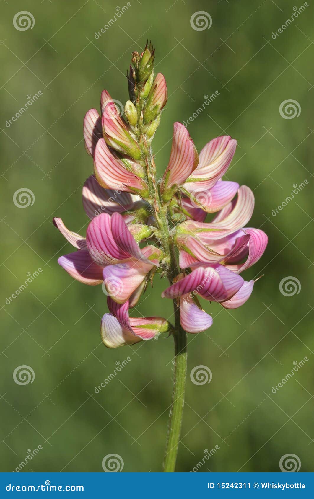 Sainfoin - Onobrychis Viciifolia Stock Image - Image of legume, pink ...
