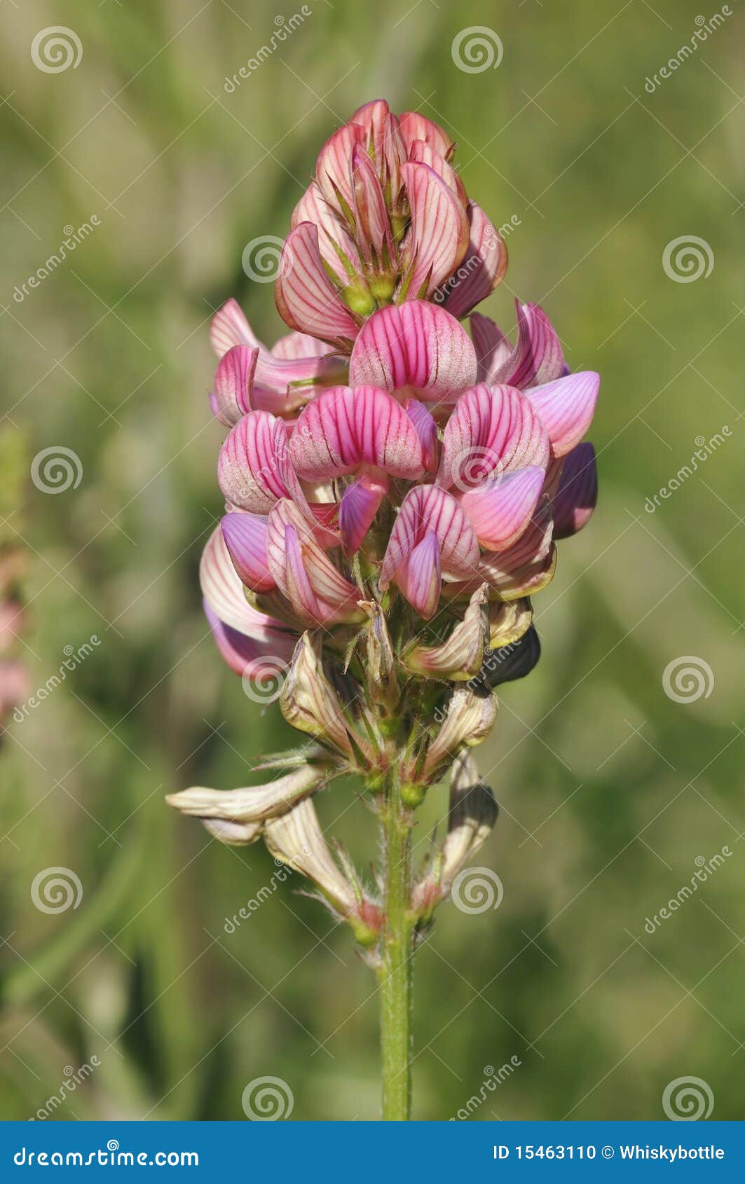 Onobrychis Viciifolia, Also Known As O. Sativa Or Common Sainfoin ...