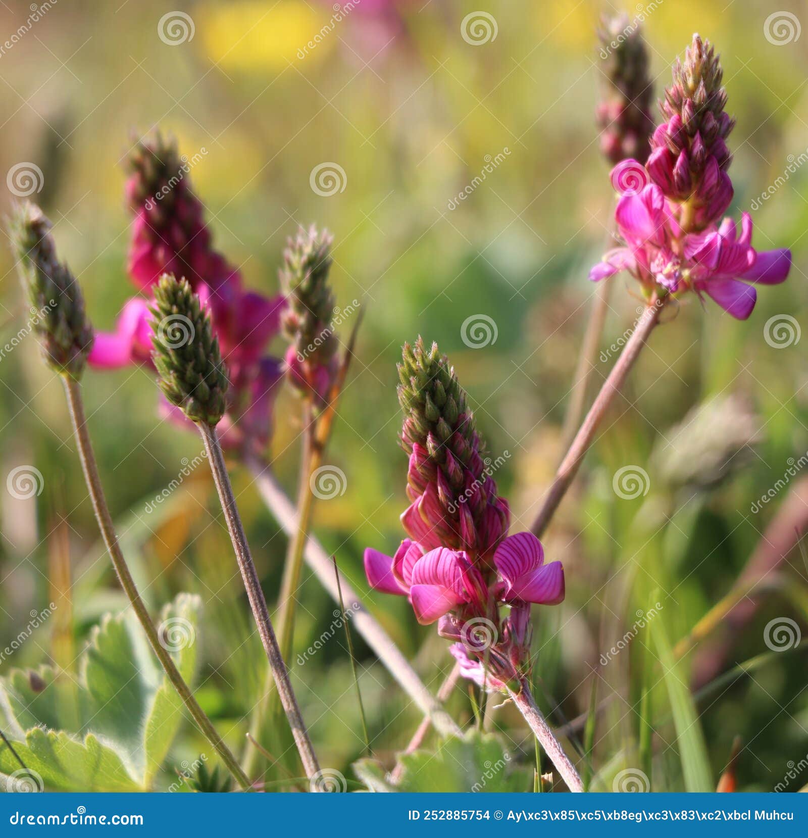 Onobrychis Viciifolia , Sainfoin Pink Flower In Green Background ...
