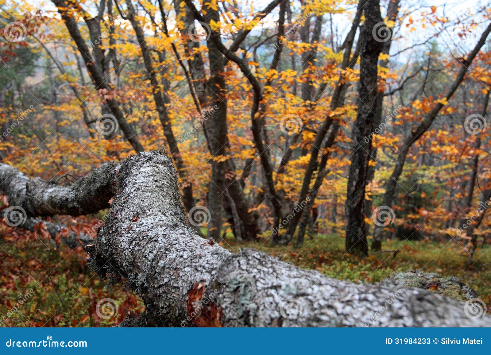 Saint Ana Forest in Autumn Season with Colorful Forest Stock Image ...