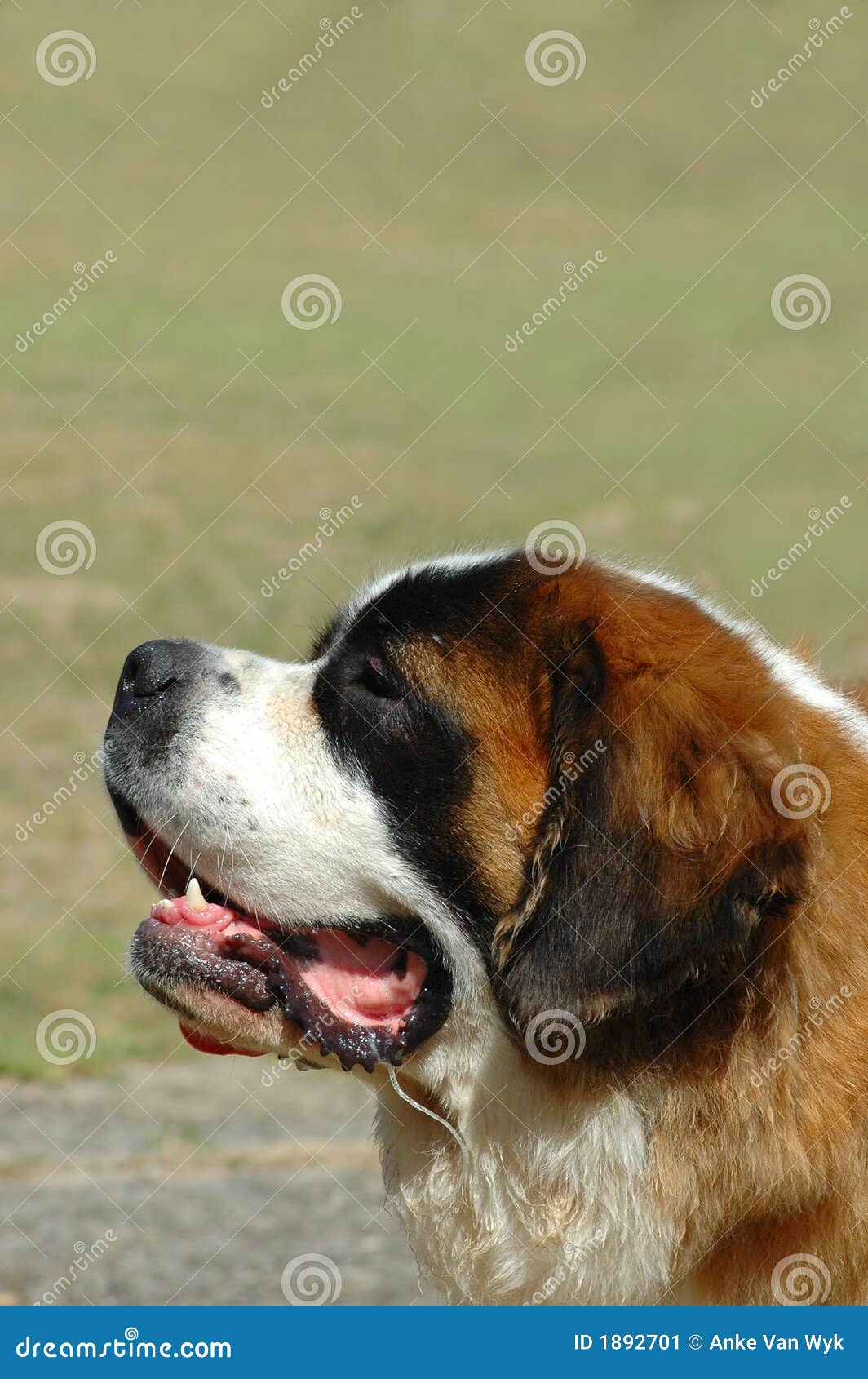Saint Bernard stock image. Image of domestic, loyal, front - 1892701