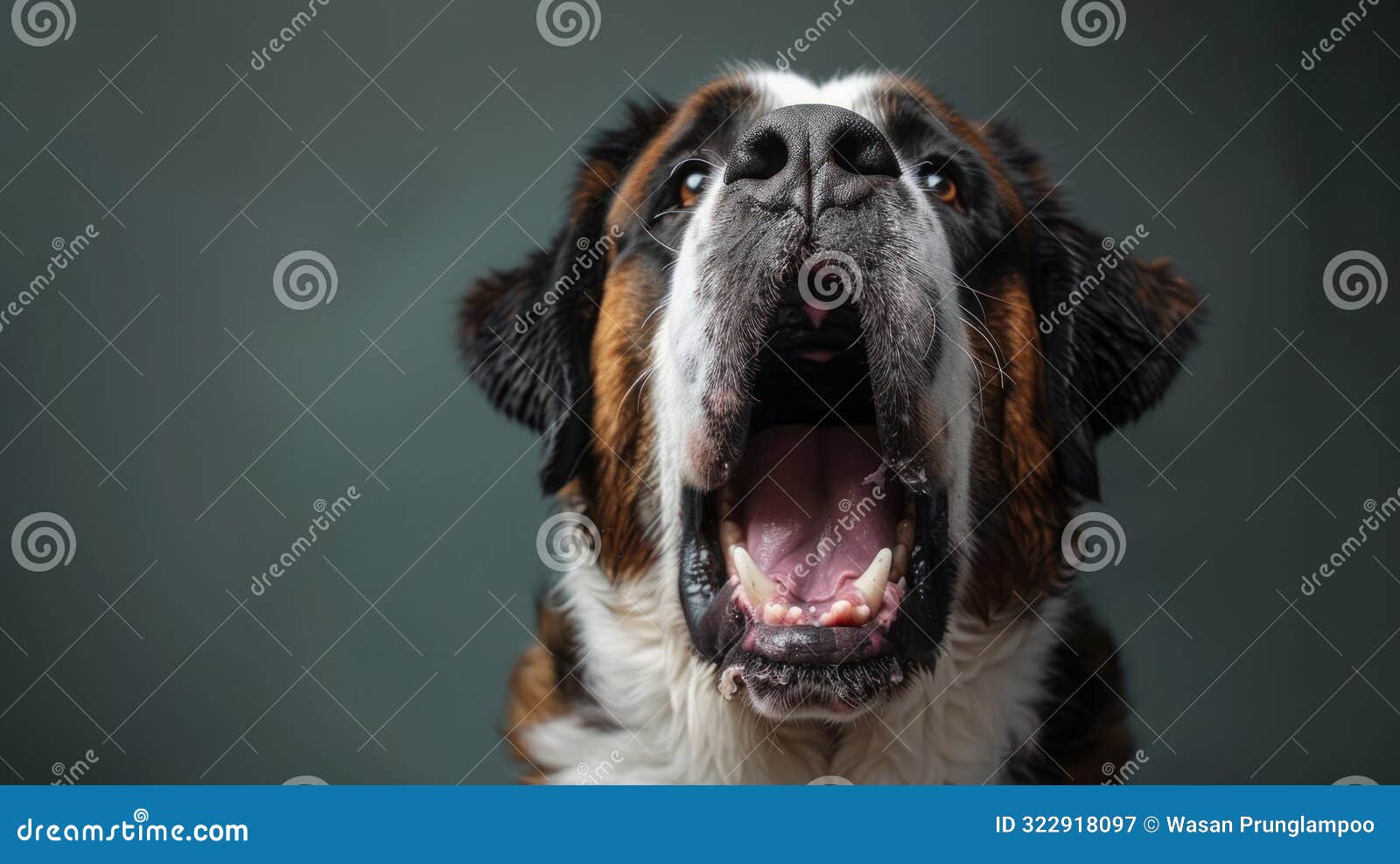 Saint Bernard, Angry Dog Baring Its Teeth, Studio Lighting Pastel ...