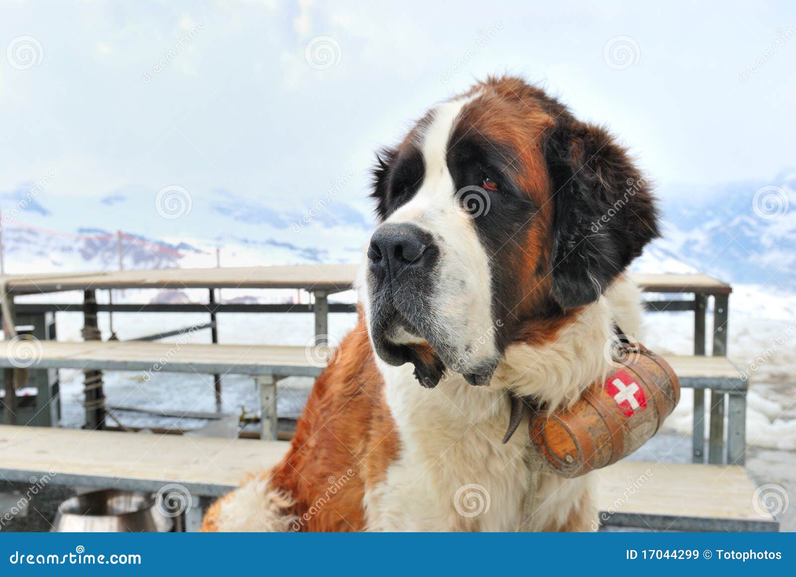 Saint bernard dog stock image. Image of switzerland, blue - 17044299
