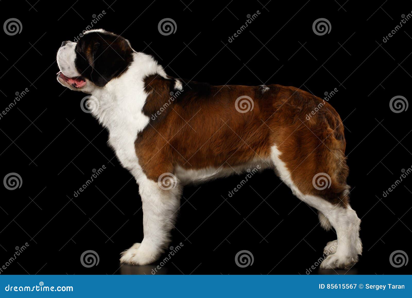 Saint Bernard Dog on Isolated Black Background Stock Image - Image of ...