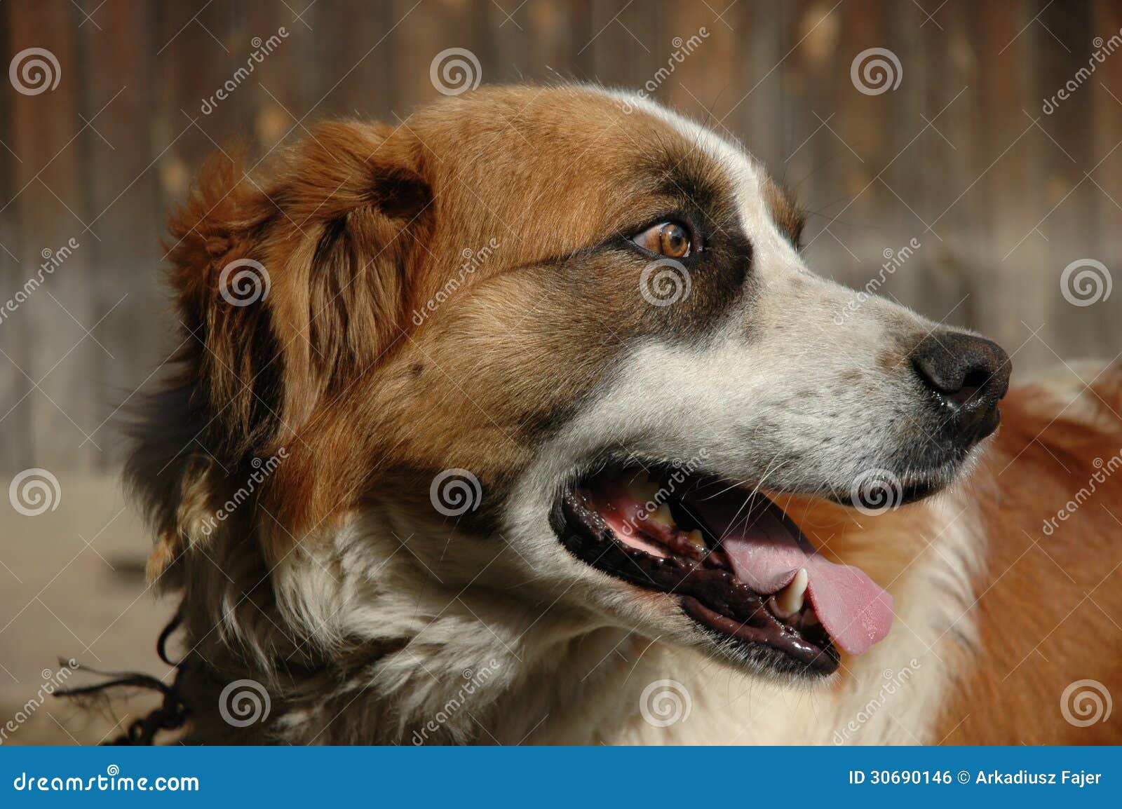 Saint bernard dog stock photo. Image of face, cogs, teeth - 30690146