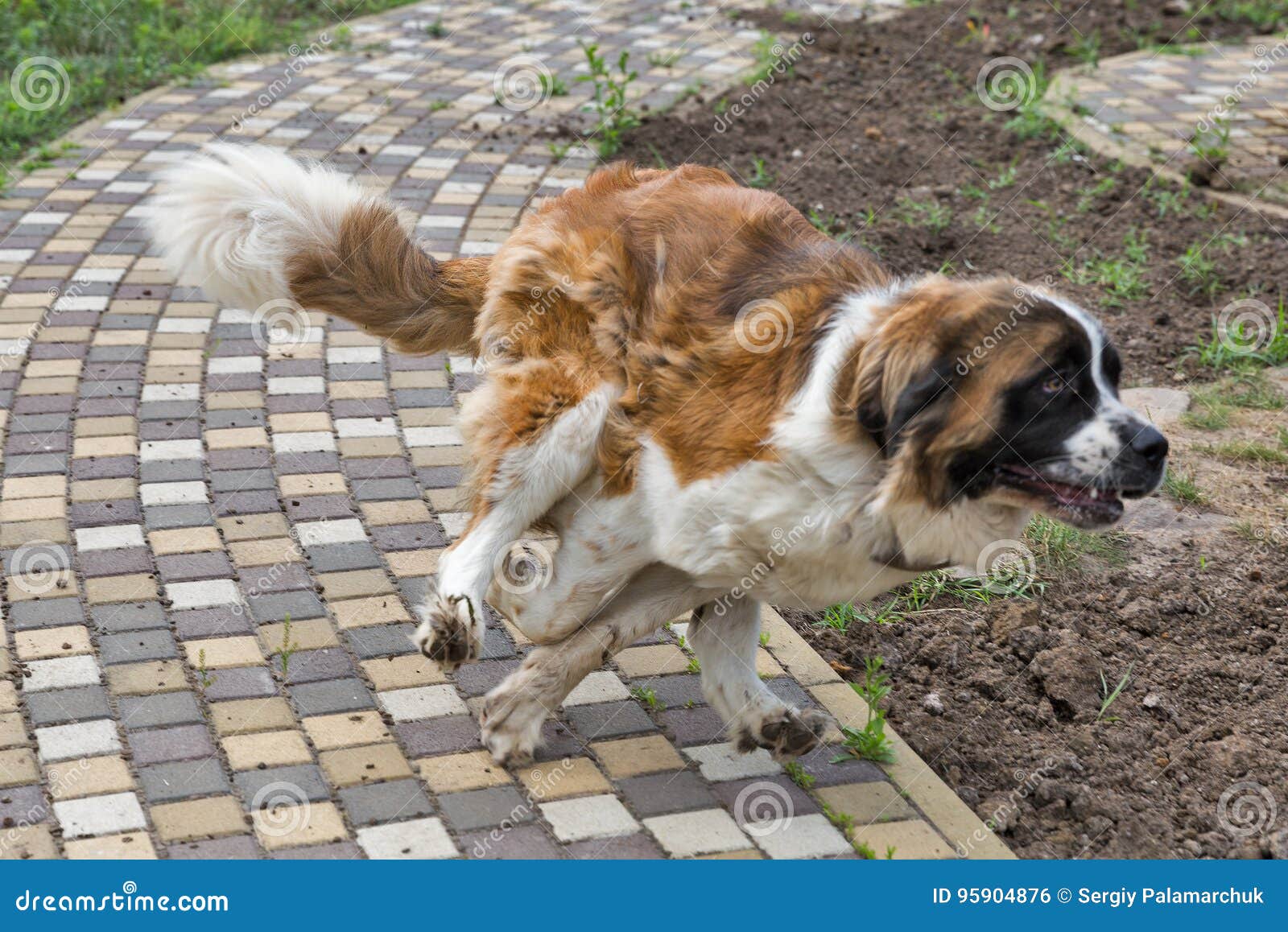 Saint Bernard Dog Running Closeup Stock Photo - Image of beautiful ...