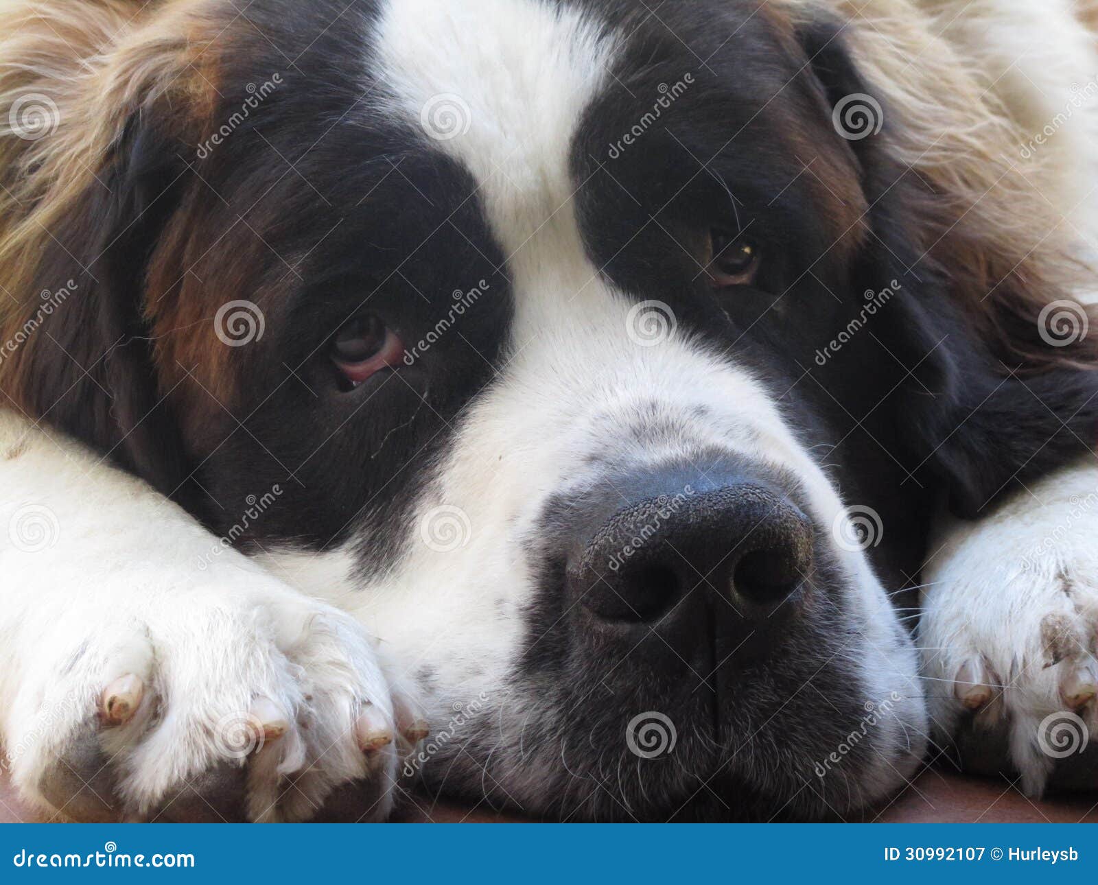 Saint Bernard face closeup stock image. Image of nose - 30992107