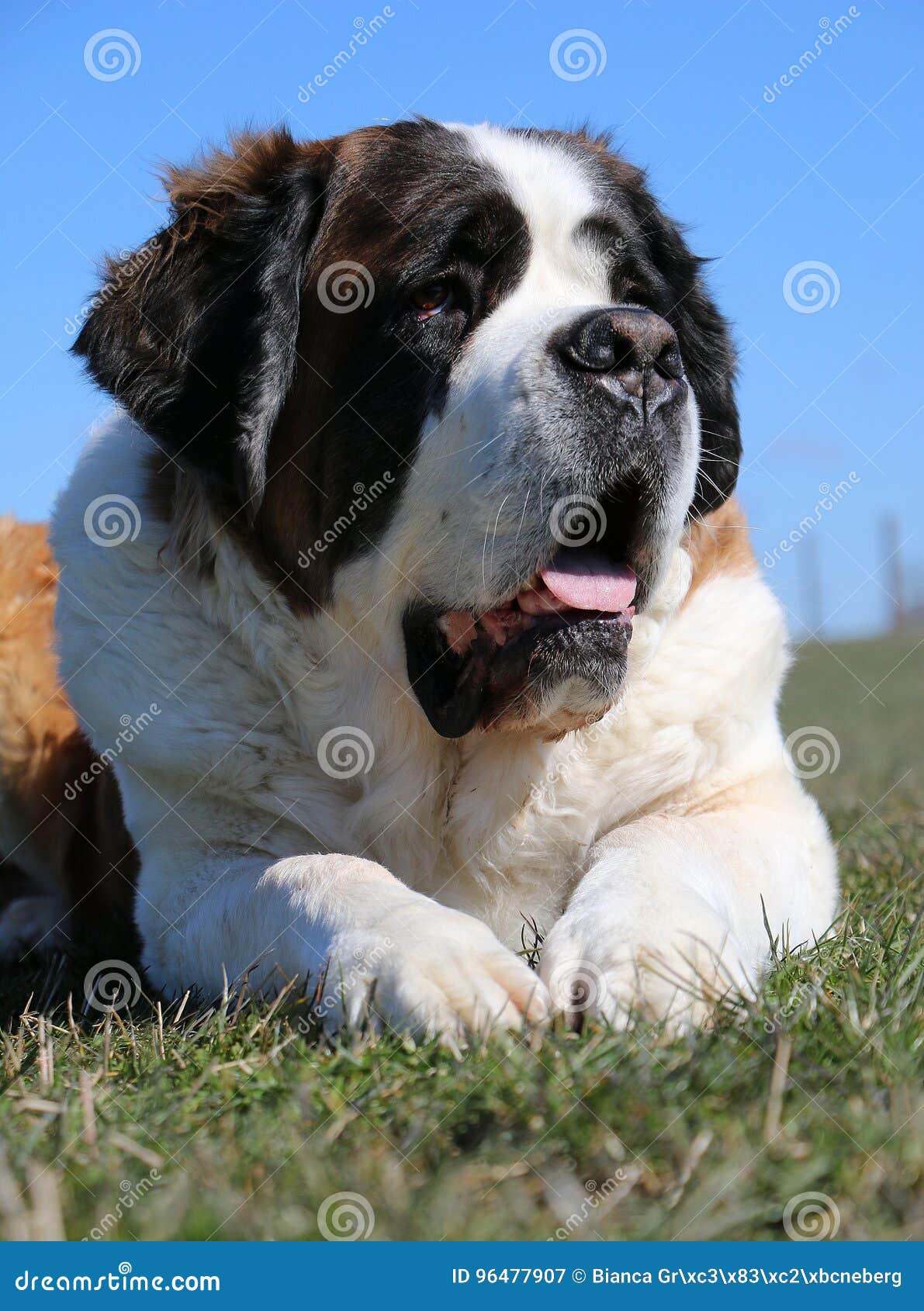 Saint bernard portrait stock image. Image of great, germany - 96477907