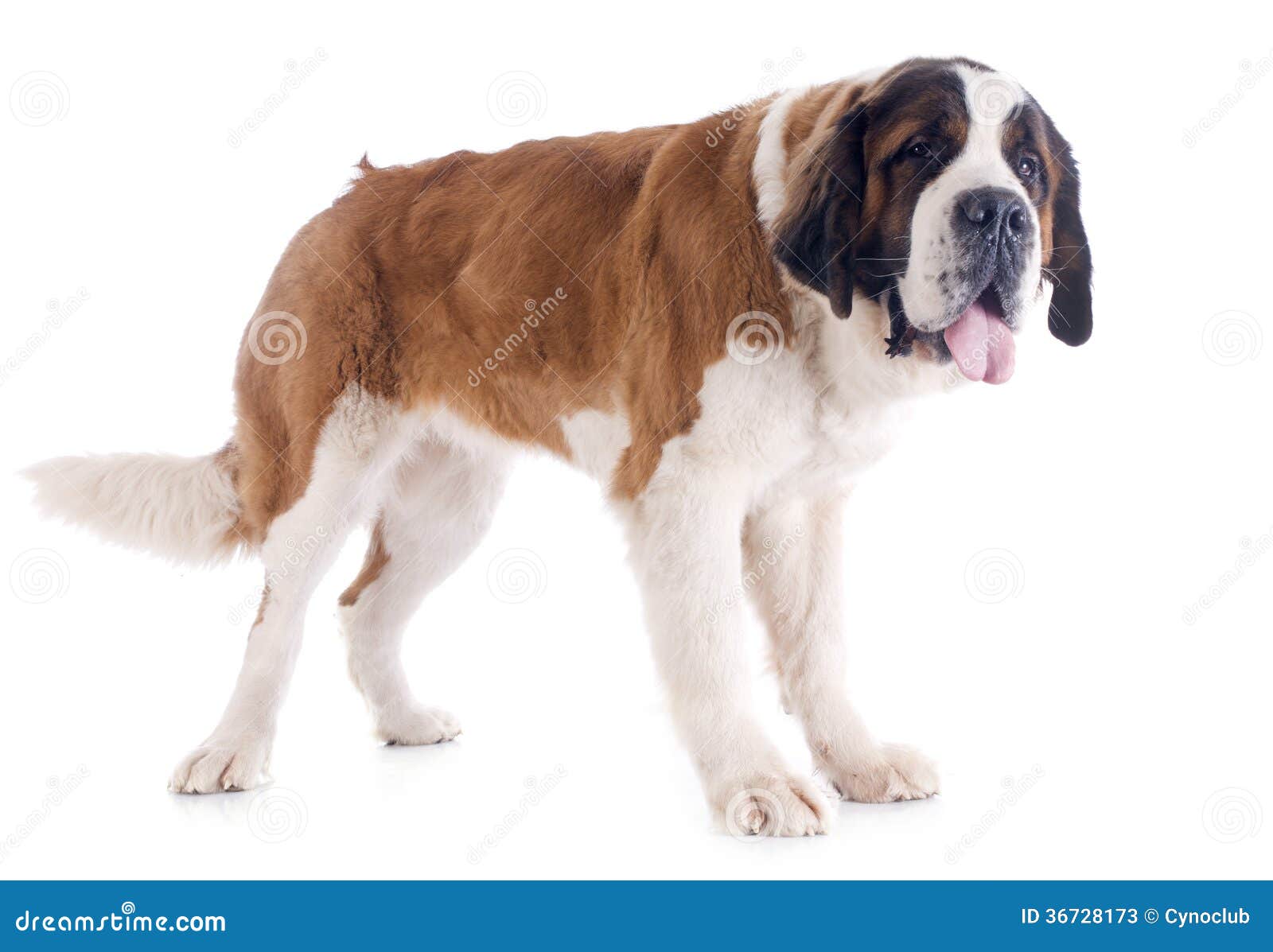 Saint Bernard stock image. Image of mountain, white, large - 36728173