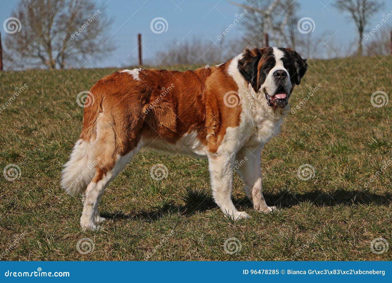 Saint bernard portrait stock image. Image of clover, happy - 96478285