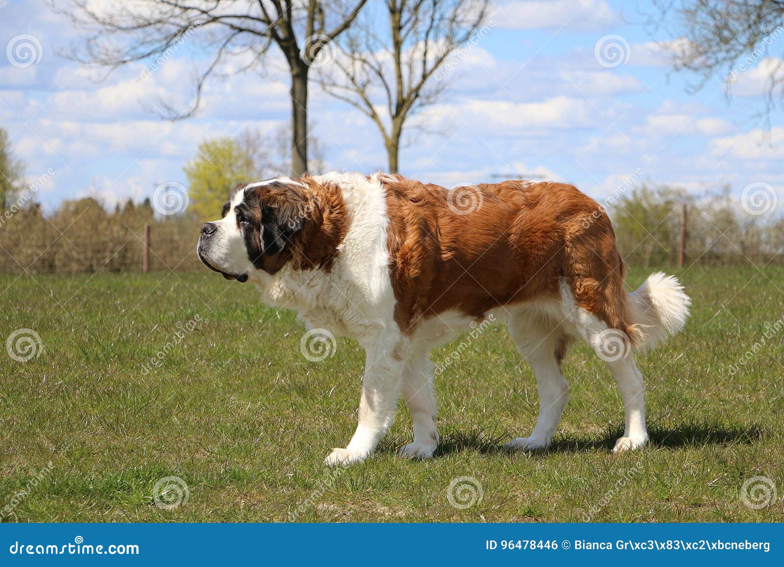 Saint bernard portrait stock photo. Image of active, running - 96478446