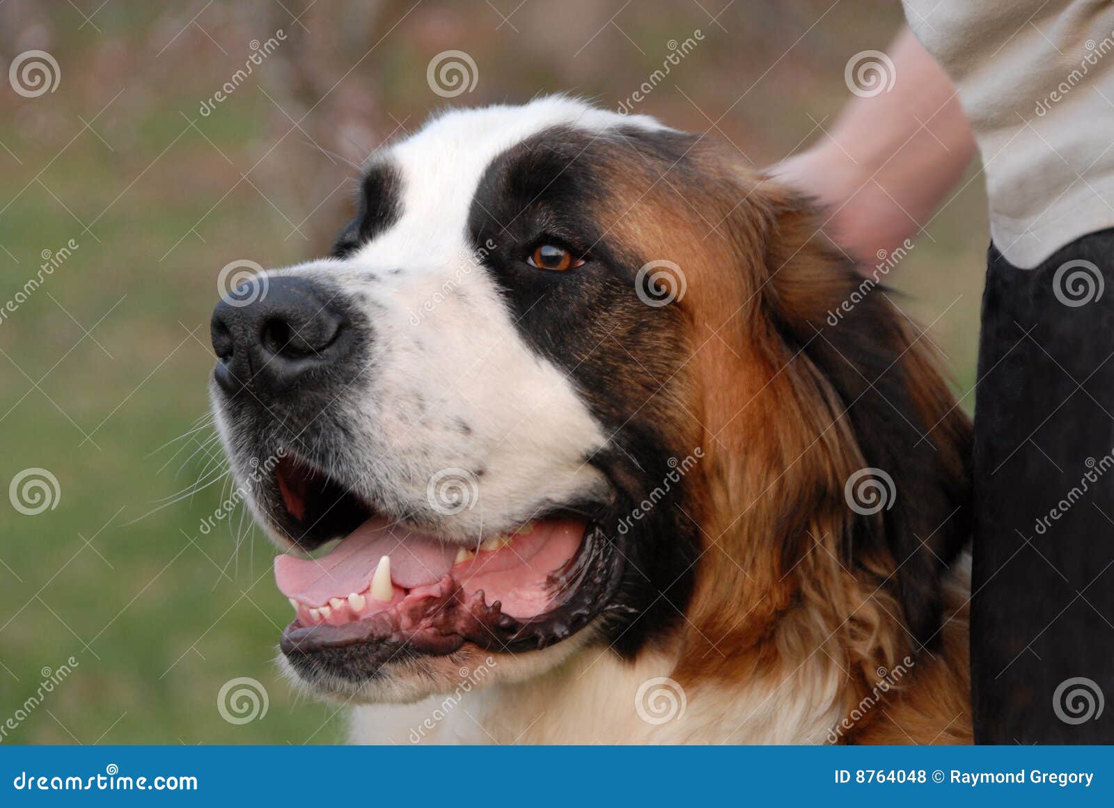 Saint Bernard puppy stock photo. Image of breed, mussel - 8764048