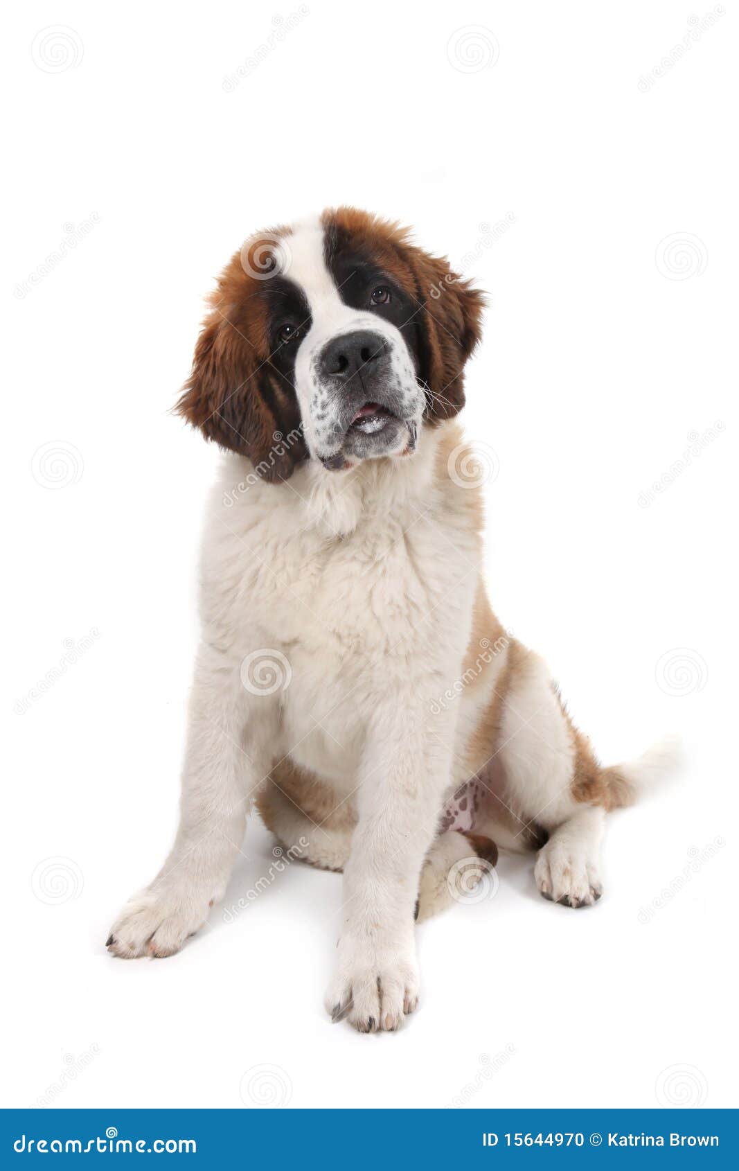 Saint Bernard Puppy Sitting Down with Head Tilted Stock Photo - Image ...