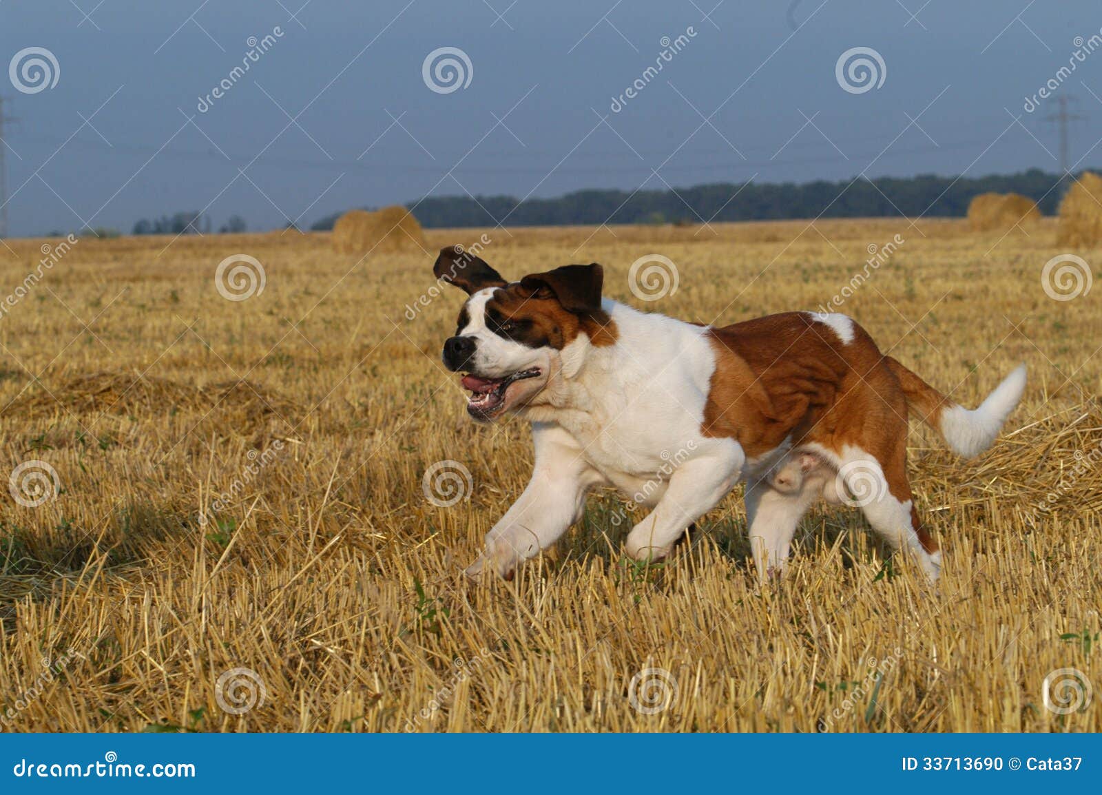 Saint Bernard stock photo. Image of adorable, breed, bernard - 33713690