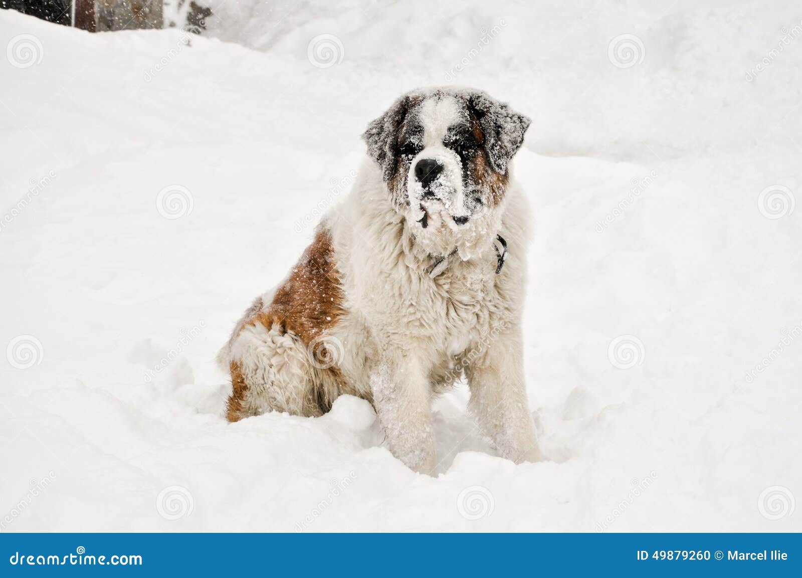 Saint Bernard in snow stock photo. Image of domestic - 49879260