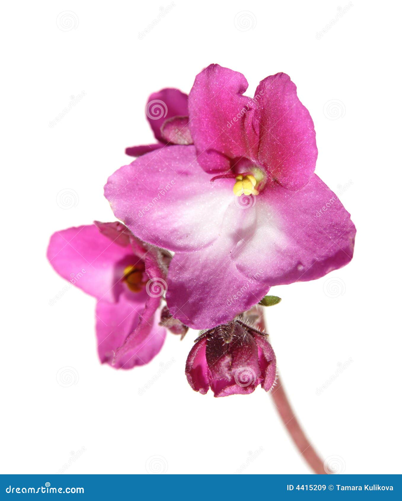 Saintpaulia stock image. Image of flowering, potted, plant - 4415209