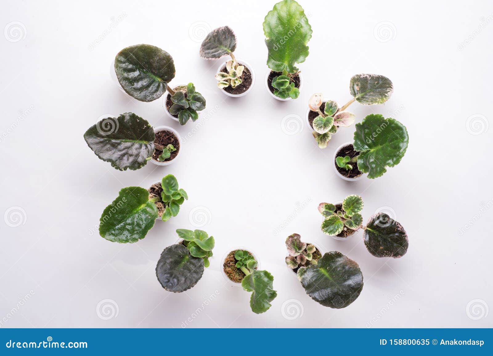 Saintpaulia African Violets Cutting with Sprouts Around White ...