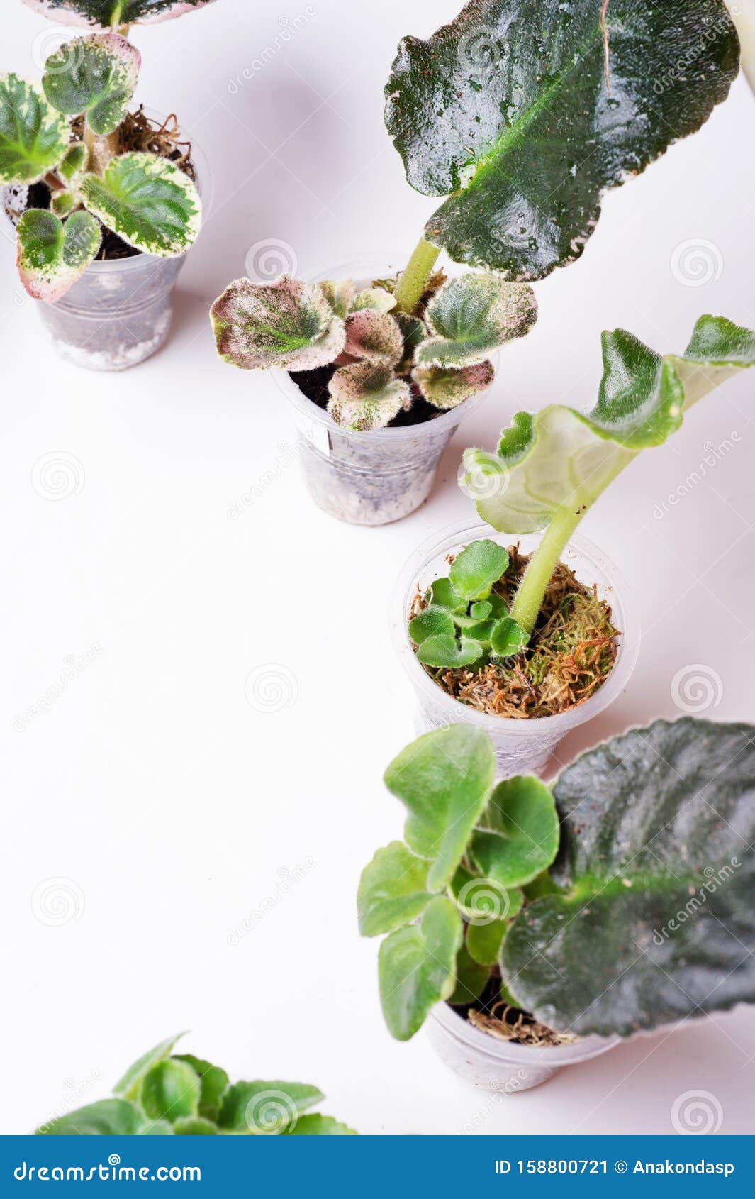 Saintpaulia African Violets Cutting with Sprouts Around White ...