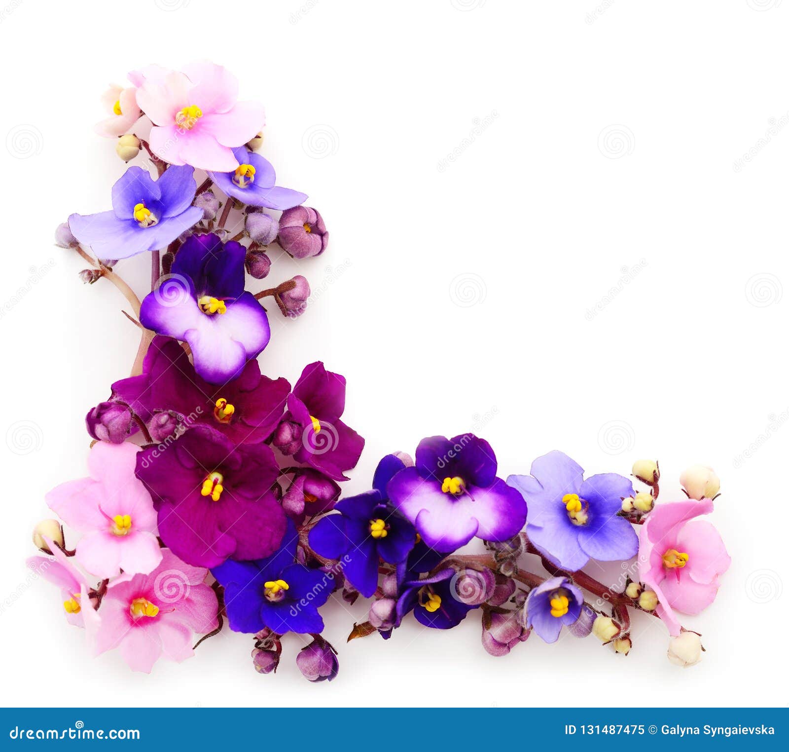 Saintpaulia African Violets. Transplanting Plants , Watering , White ...