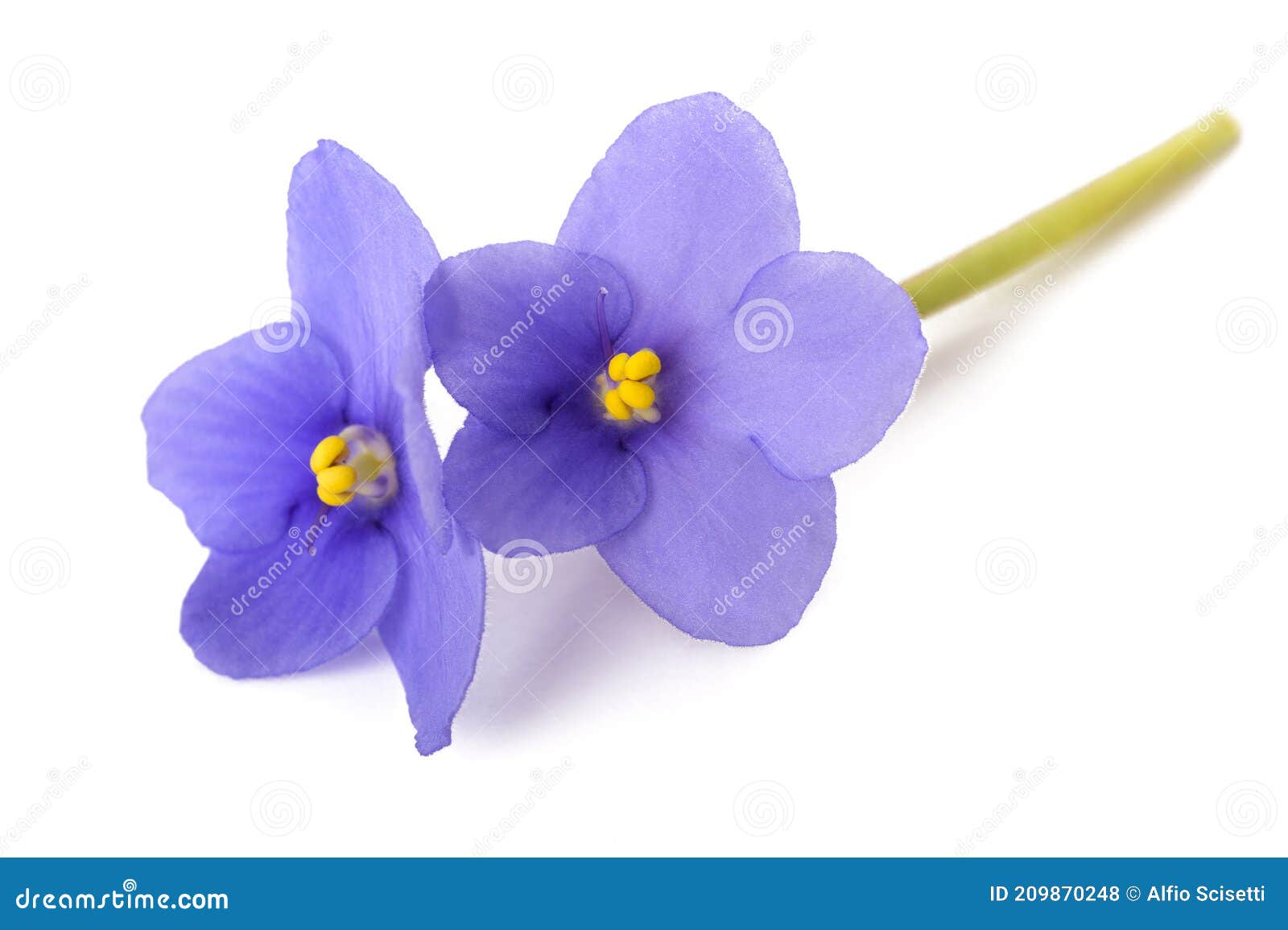 Saintpaulia African Violets. Transplanting Plants , Watering , White ...