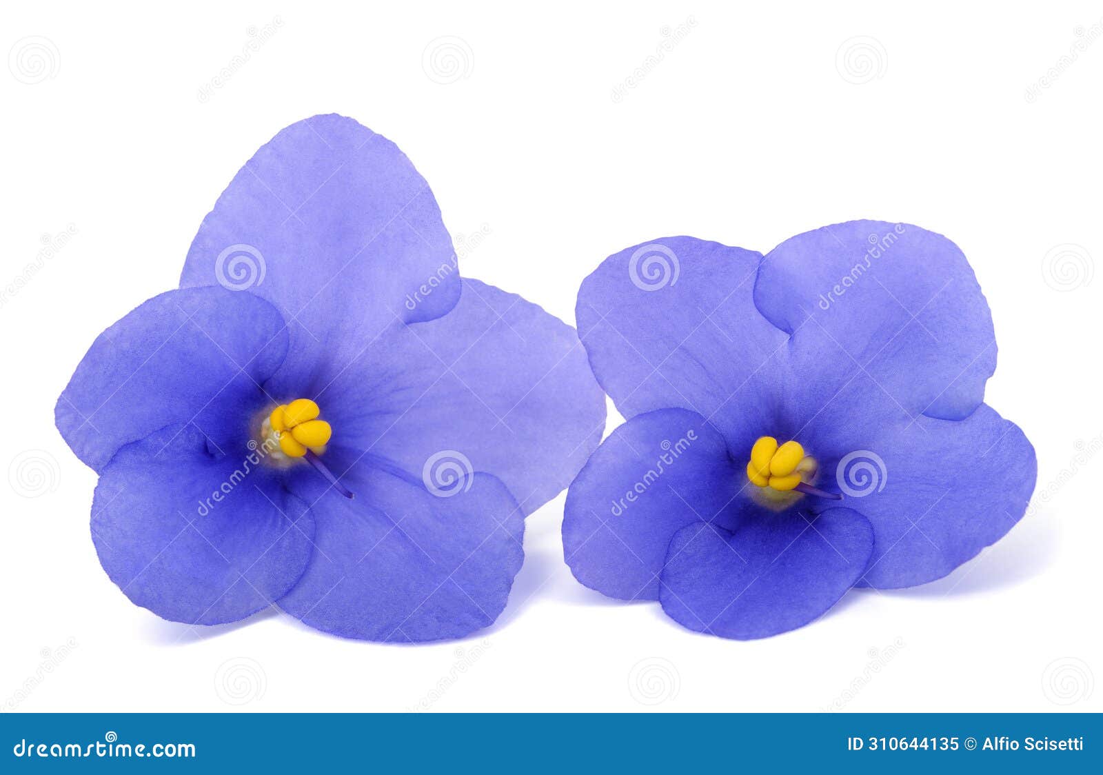Saintpaulia (African Violets Stock Image - Image of violets, cultivated ...