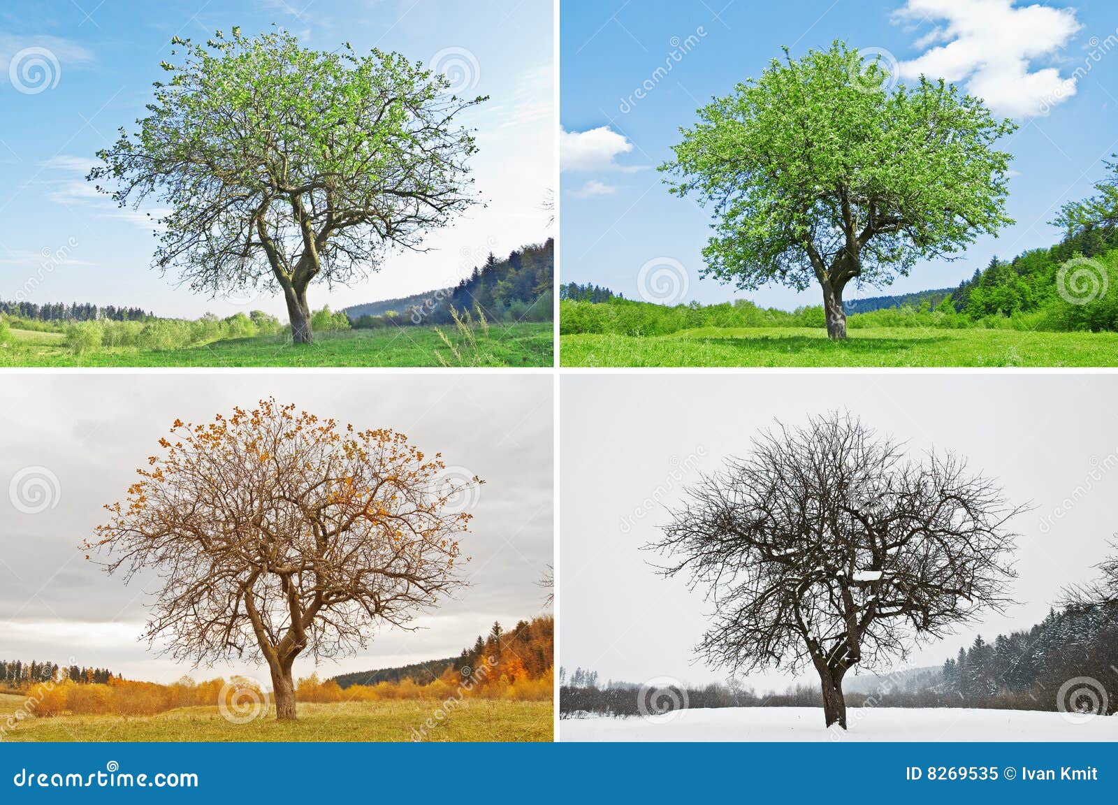 Saison image stock. Image du urbain, lame, automne, vert - 8269535