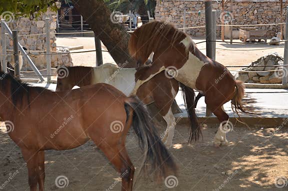 Saison D'accouplement De Chevaux Photo stock - Image du saison ...