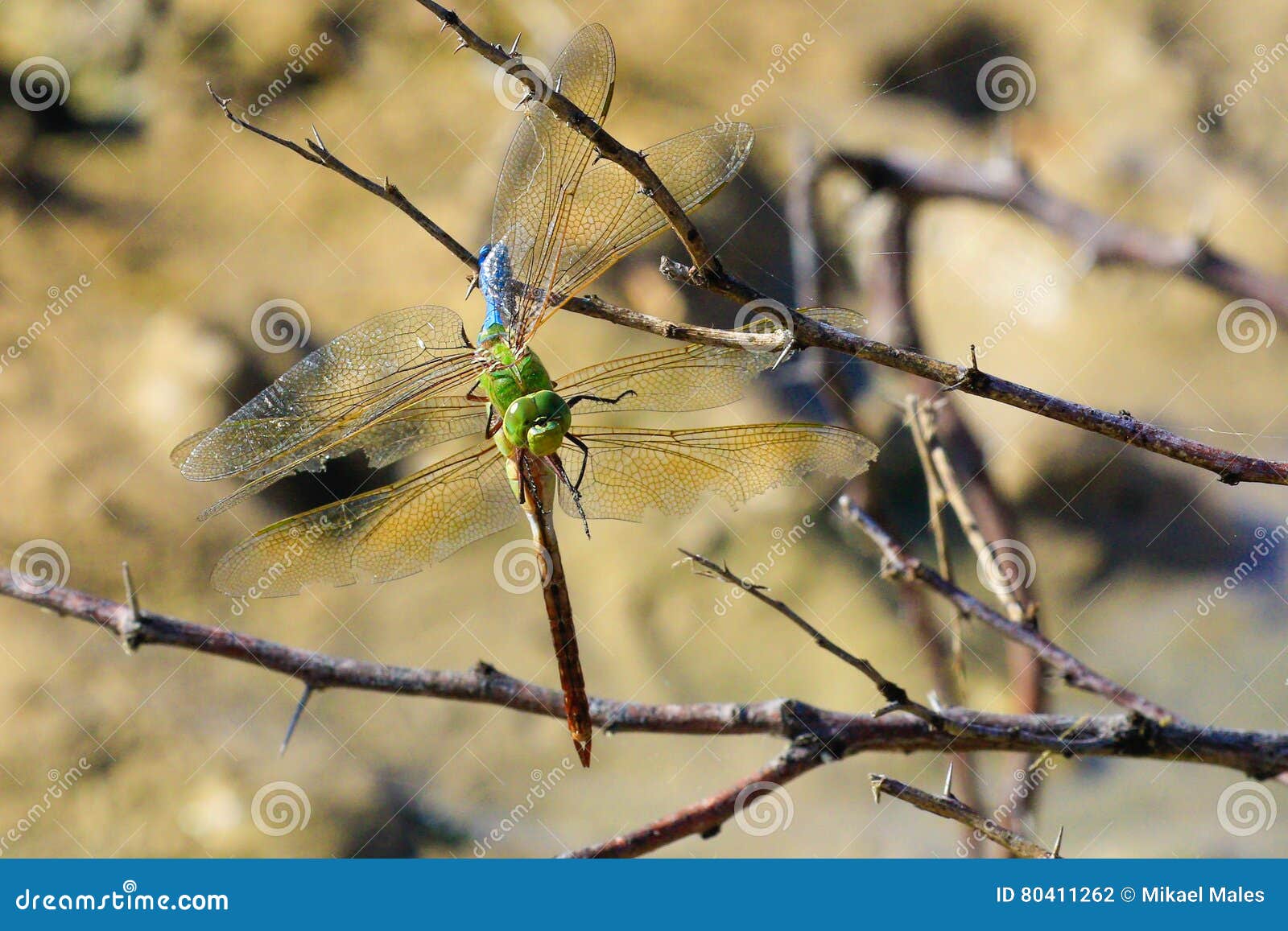 Saison D'accouplement De Libellules Photo stock - Image du brun ...
