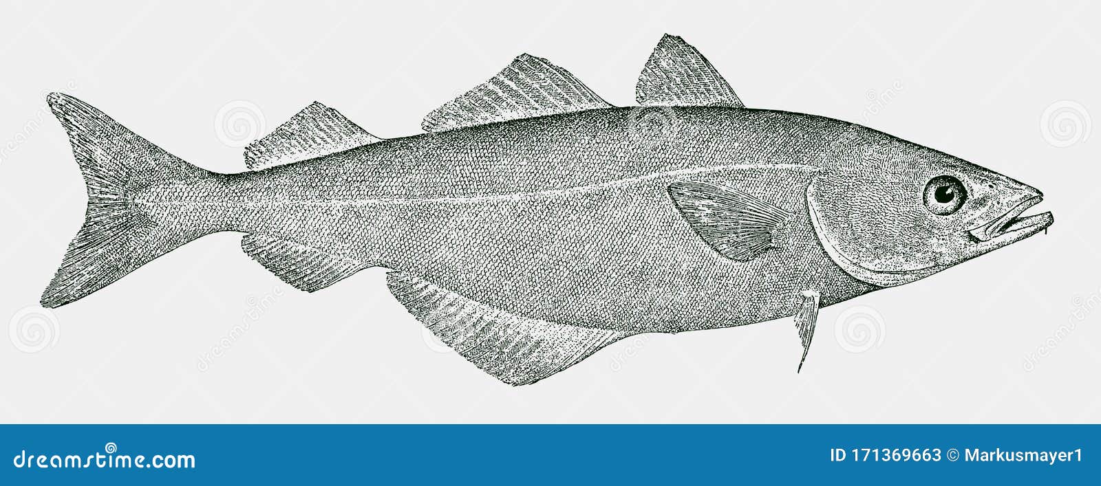 Saithe Or Pollock In Side View Cartoon Vector | CartoonDealer.com ...