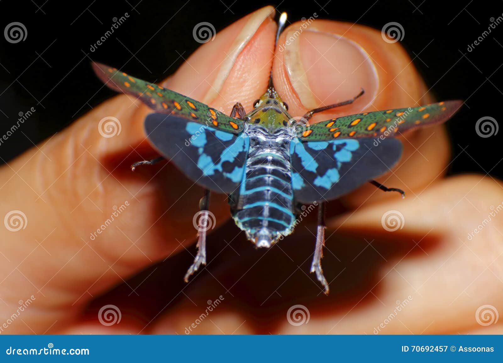 Saiva Gemmata Lanternflies Lantern Bugs Fulgoridae in Hand Stock Image ...