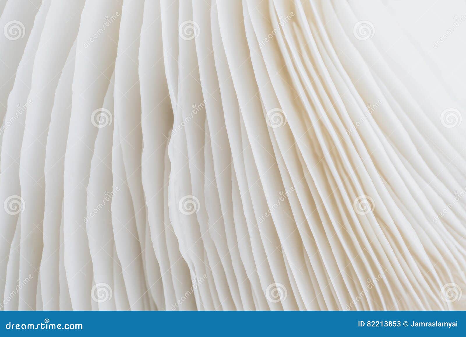 Sajor-caju mushroom. stock image. Image of design, abstract - 82213853