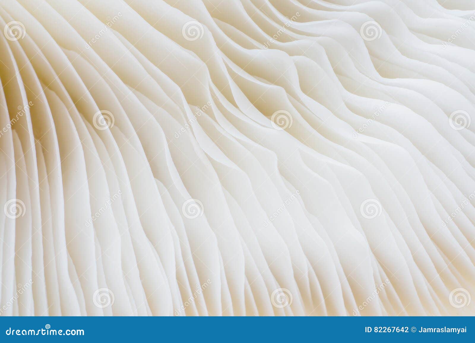 Sajor-caju mushroom stock photo. Image of distortion - 82267642