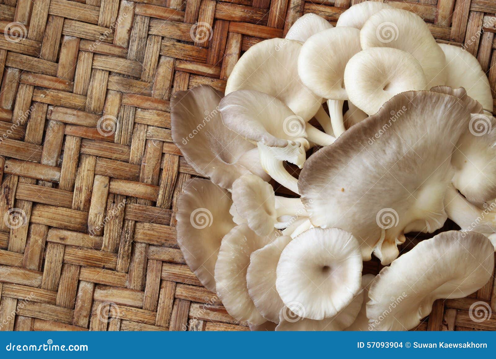 Sajor-caju Mushrooms stock photo. Image of health, mushroom - 57093904