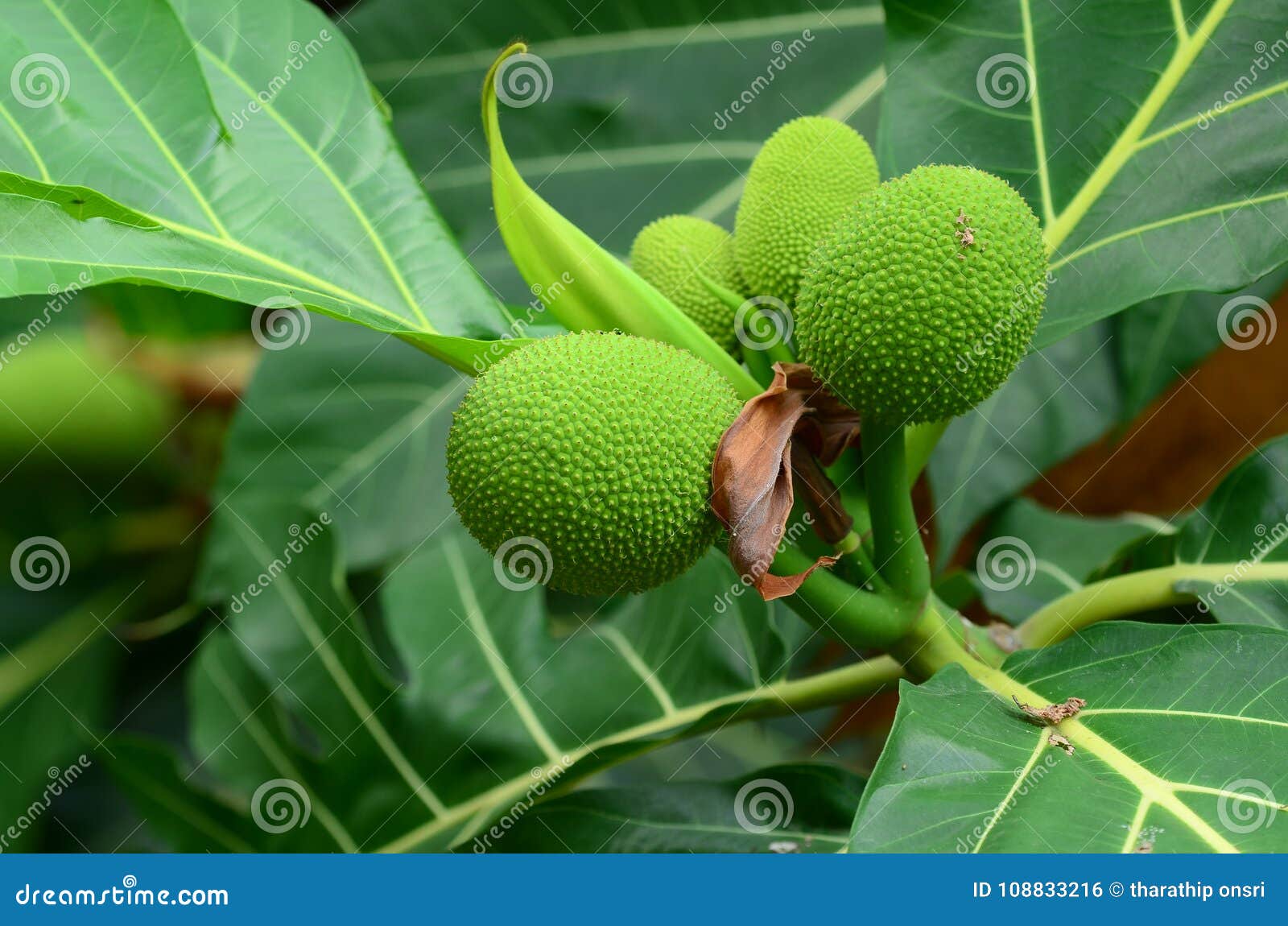 Bread Fruit, Bread Nut stock photo. Image of chinese - 108833216