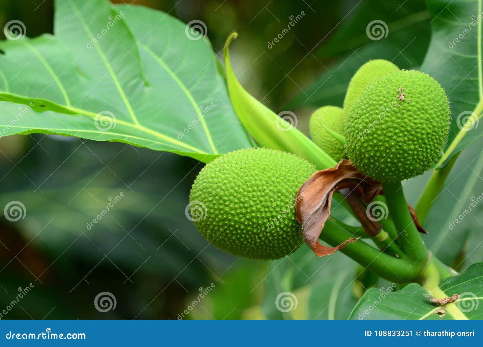 Bread Fruit, Bread Nut stock image. Image of mouth, danger - 108833251