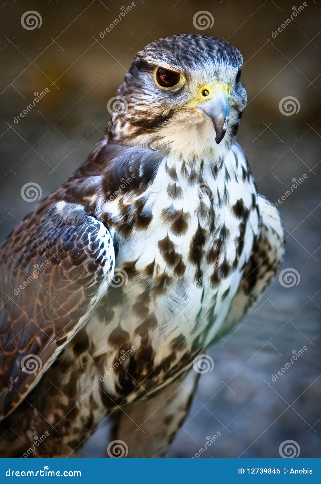 Saker Falcon stock photo. Image of buzzard, gaze, beauty - 12739846