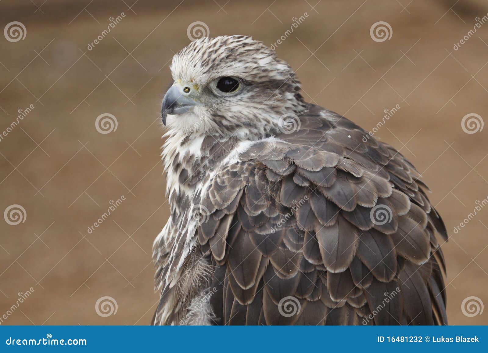 Saker falcon stock photo. Image of bird, predator, falco - 16481232