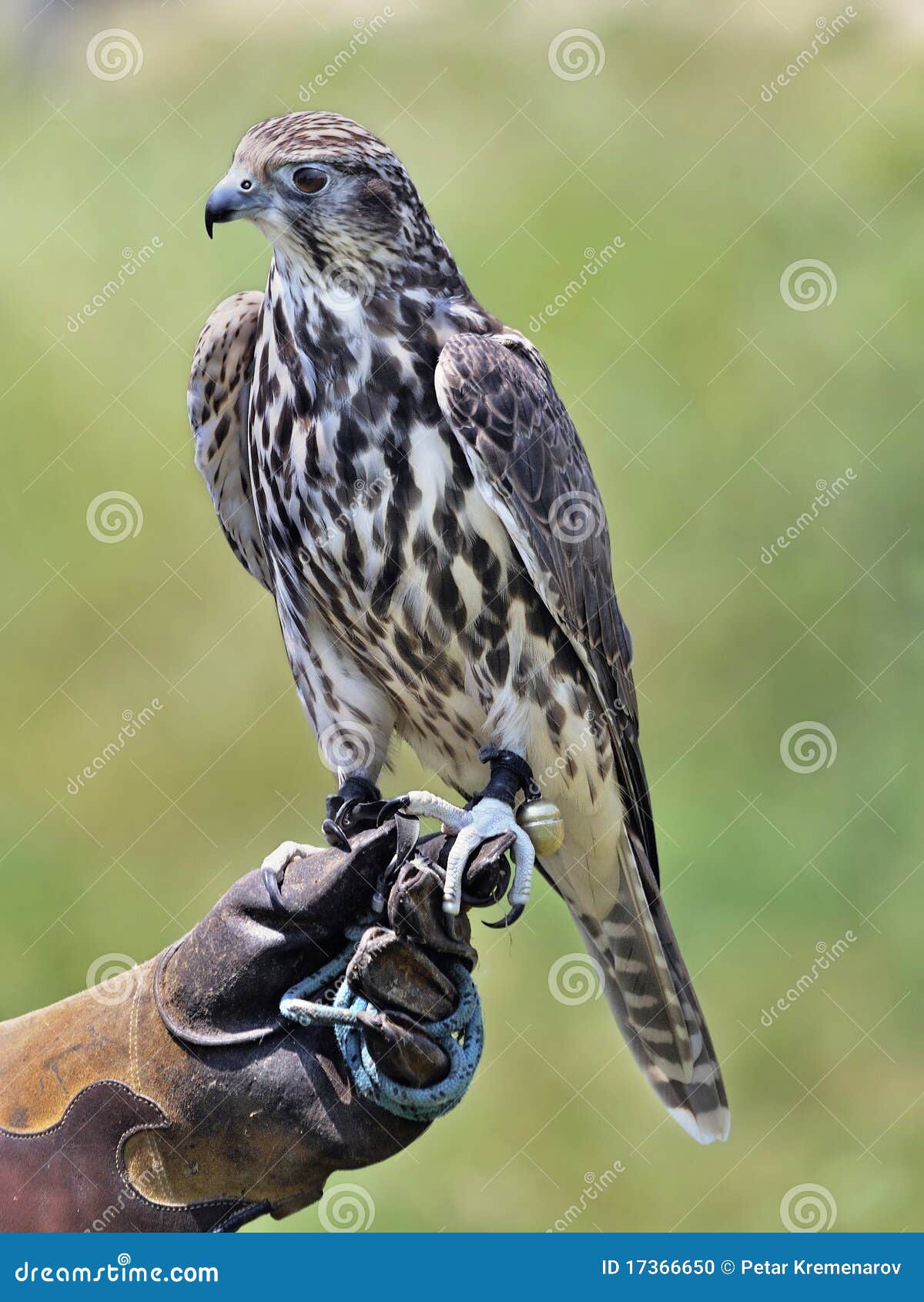Saker Falcon Stock Image | CartoonDealer.com #7193809
