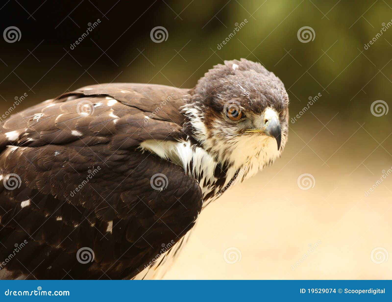 Saker Falcon stock photo. Image of brown, head, closeup - 19529074