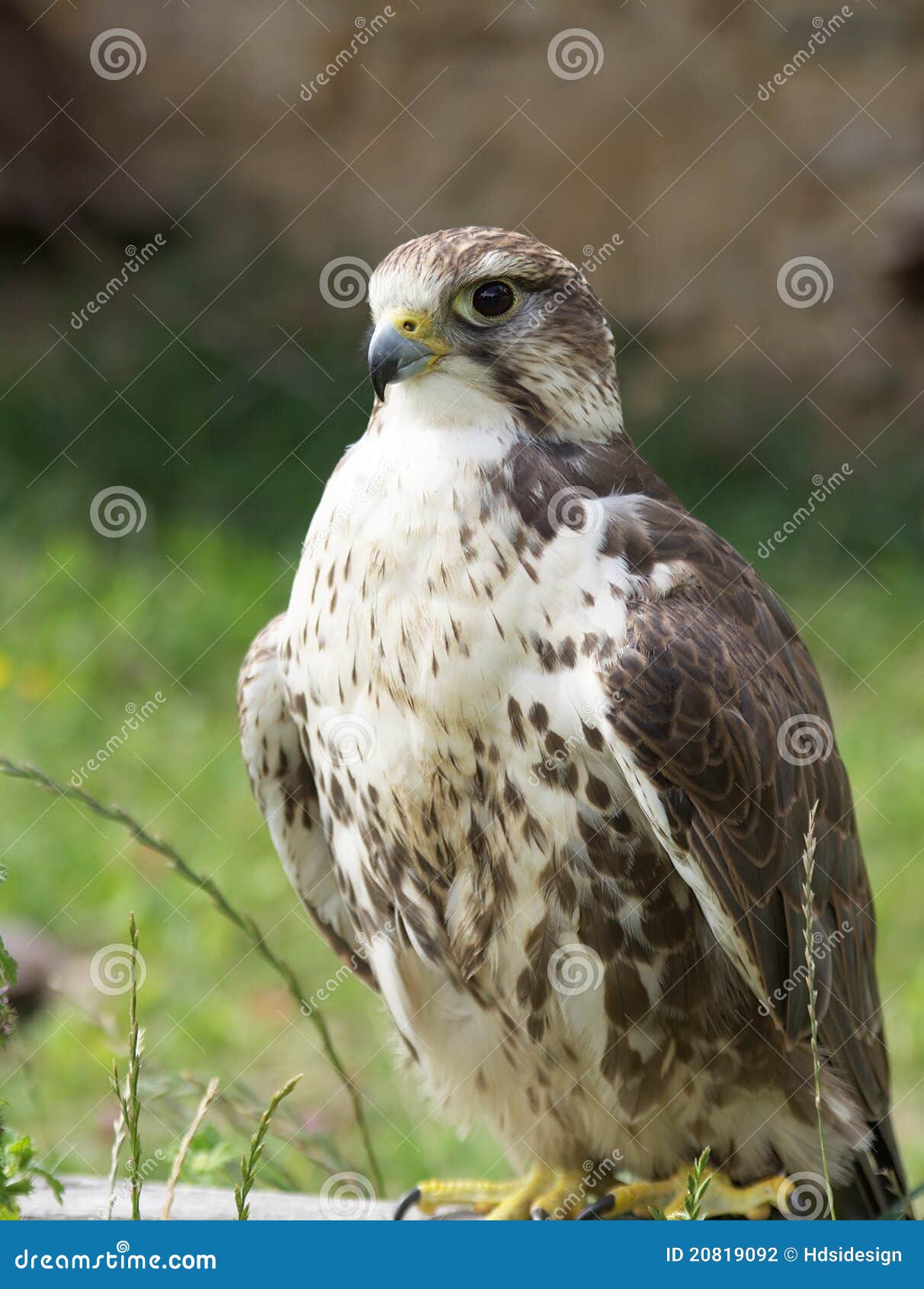 Saker Falcon stock photo. Image of looks, background - 20819092