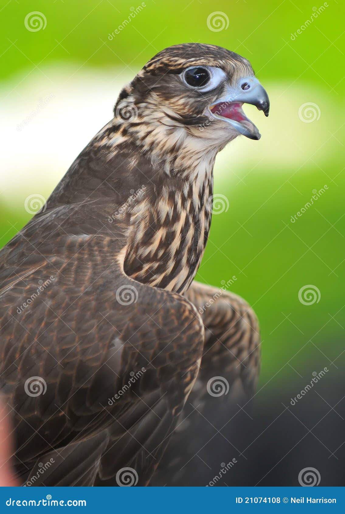 Saker Falcon stock photo. Image of predator, wings, nature - 21074108